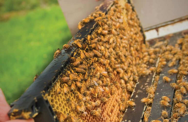 Pataua North Tahi - Sustainable exclusive Nature Reserve New Zealand